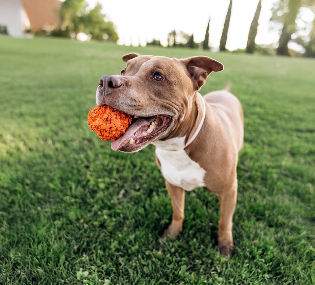 Foster Overview – Hope 4 Paws Humane Society